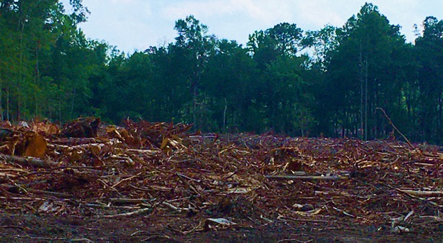 Timber: 1. Growing trees 2. To warn of a falling tree | a view from ...